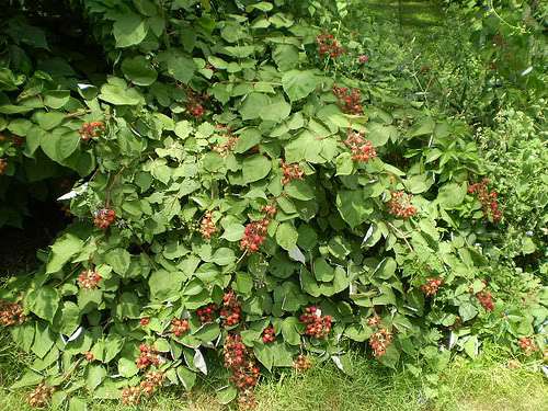 friday feast: raspberry rapture (a poem and a recipe) | Jama's Alphabet ...